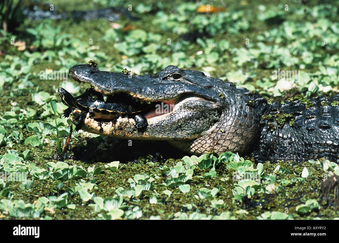 Alligator eating turtle hi-res stock photography and images - Alamy