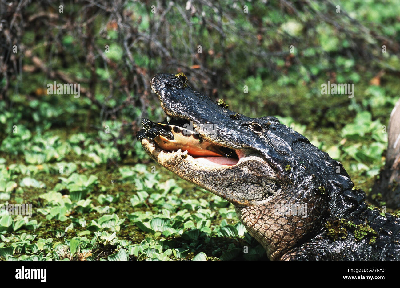 American alligator (Alligator mississippiensis), feeding red-bellied ...