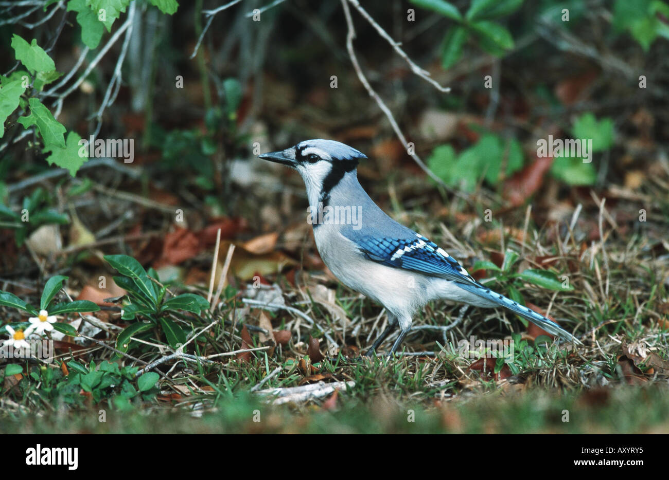 blue jay (Cyanocitta cristata), USA Stock Photo - Alamy
