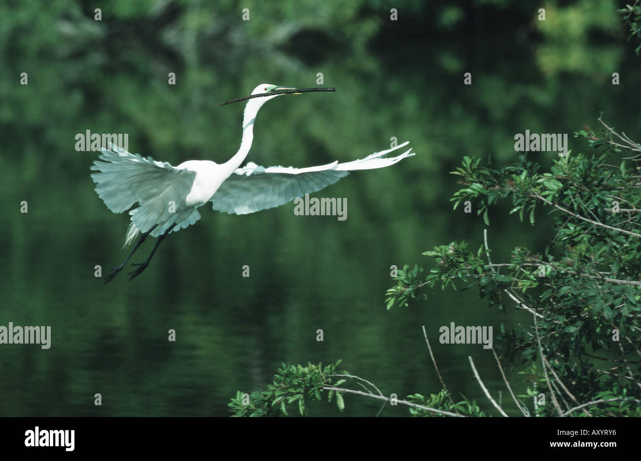 great egret (Egretta alba), flying, with nesting material, USA Stock ...