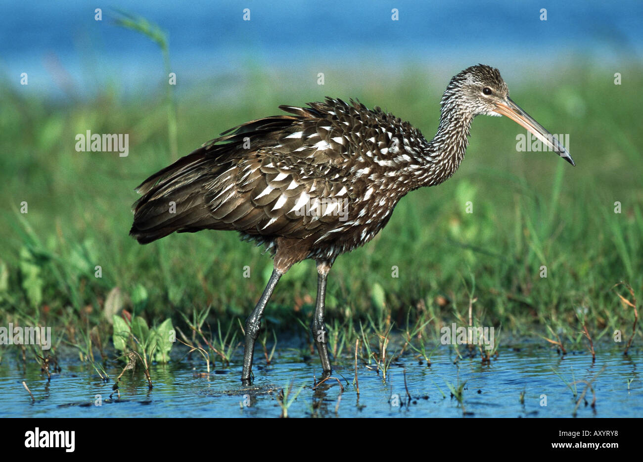 limpkin (Aramus guarauna), foraging, USA Stock Photo - Alamy