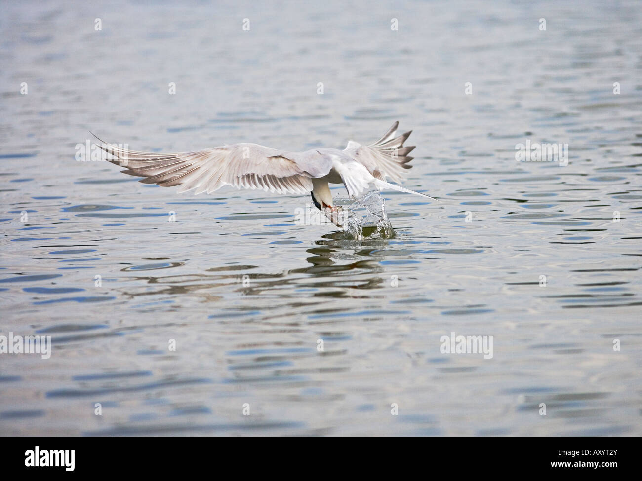 Common tern diving hi-res stock photography and images - Alamy
