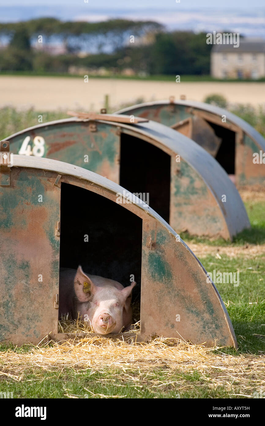 Pig house hi-res stock photography and images - Alamy