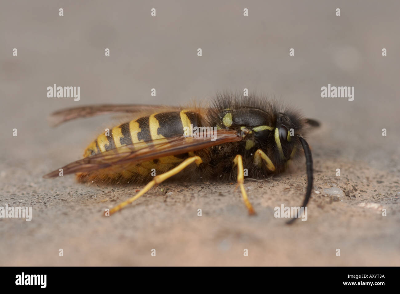 Male Common Wasp - Vespula vulgaris Stock Photo - Alamy