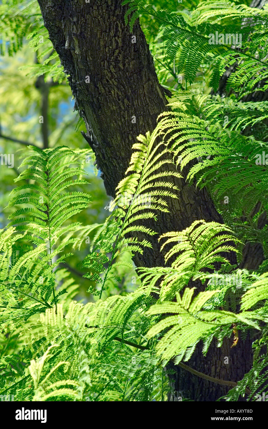 Leafy ferns hi-res stock photography and images - Alamy