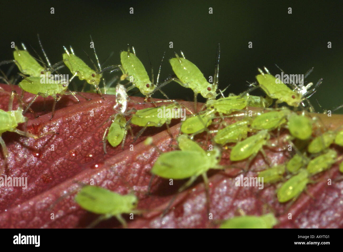 Psylla hi-res stock photography and images - Alamy