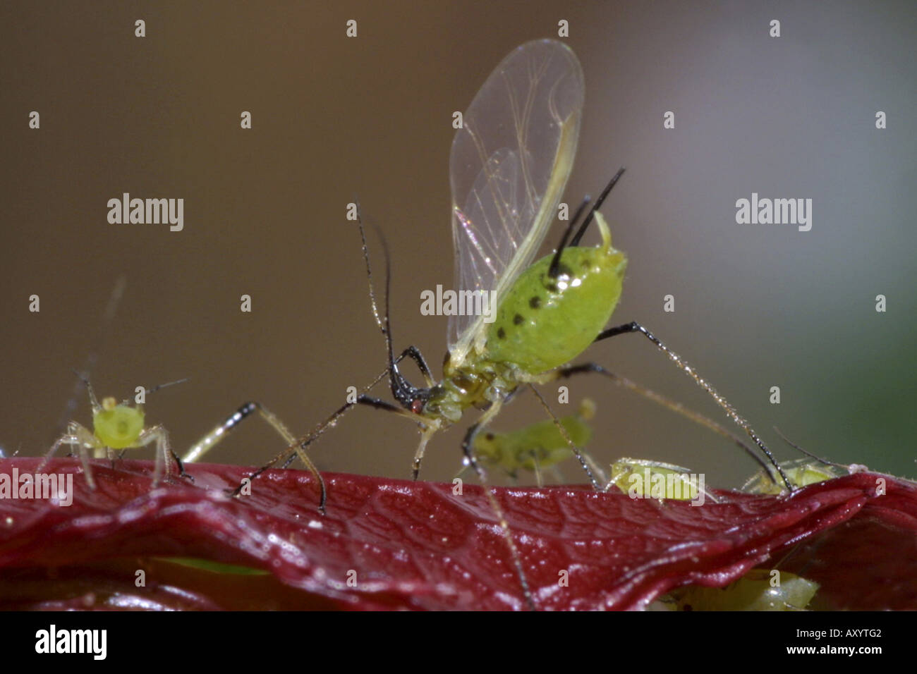 aphid (Hyalopterus spec Stock Photo: 9683201 - Alamy