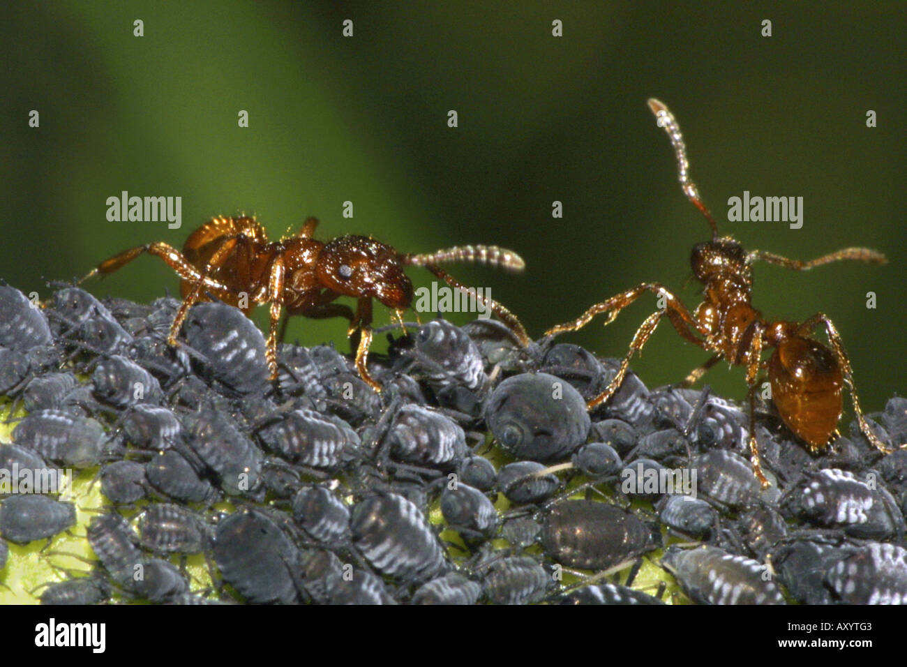 aphids and greenflies etc. (Aphidoidea), psyllids with ants Stock Photo ...
