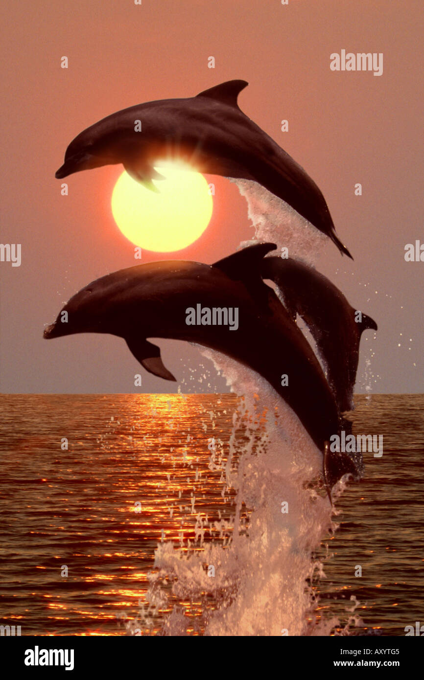bottlenosed dolphin, common bottle-nosed dolphin (Tursiops truncatus ... bottlenosed dolphin, common bottle-nosed dolphin (Tursiops truncatus ...