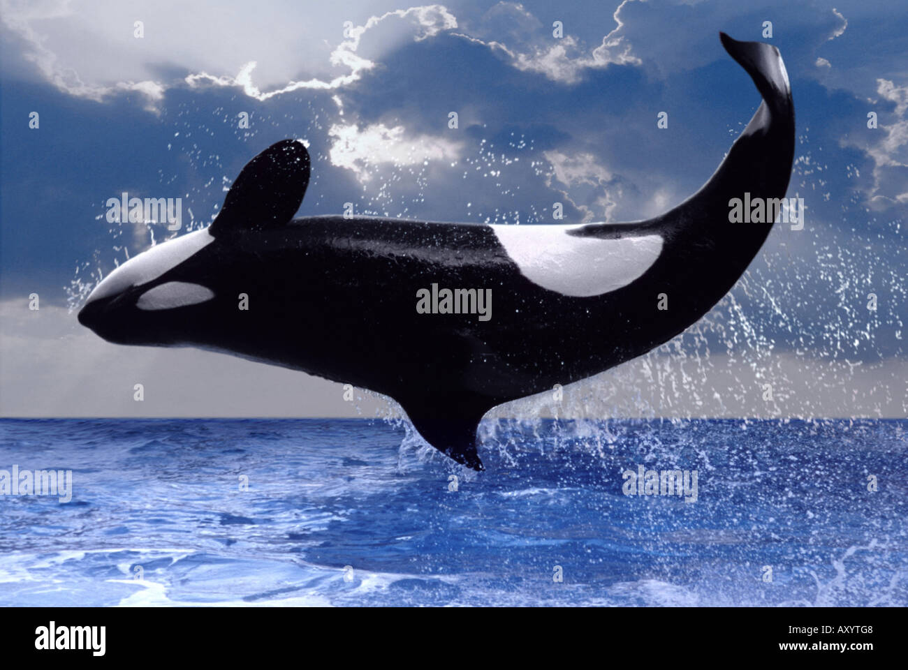 orca, great killer whale, grampus (Orcinus orca), jumping Stock Photo ...