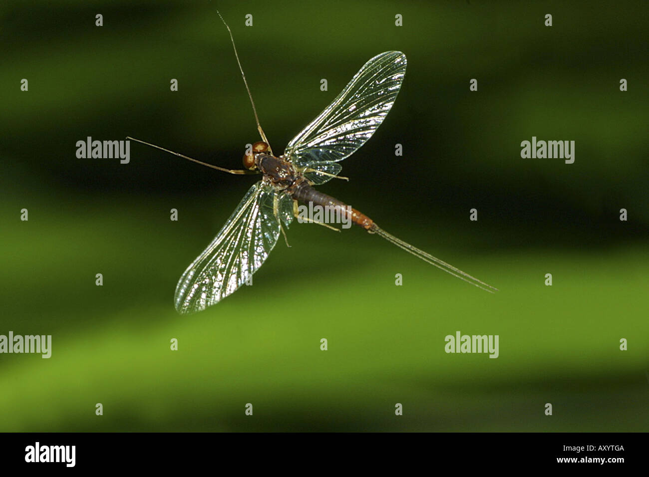 mayfly (Ephemerella spec.), flying Stock Photo - Alamy