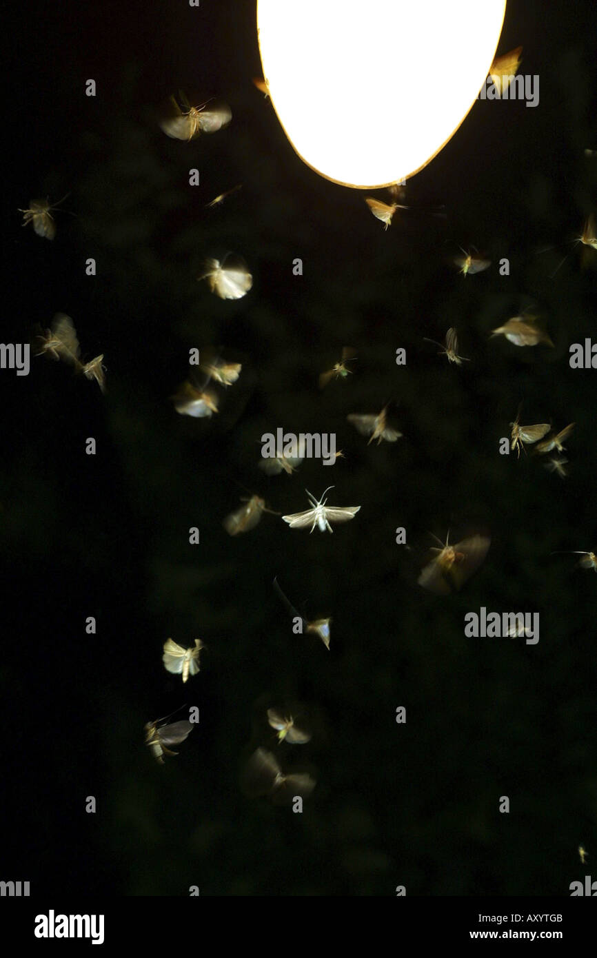 Moths to light hi-res stock photography and images - Alamy