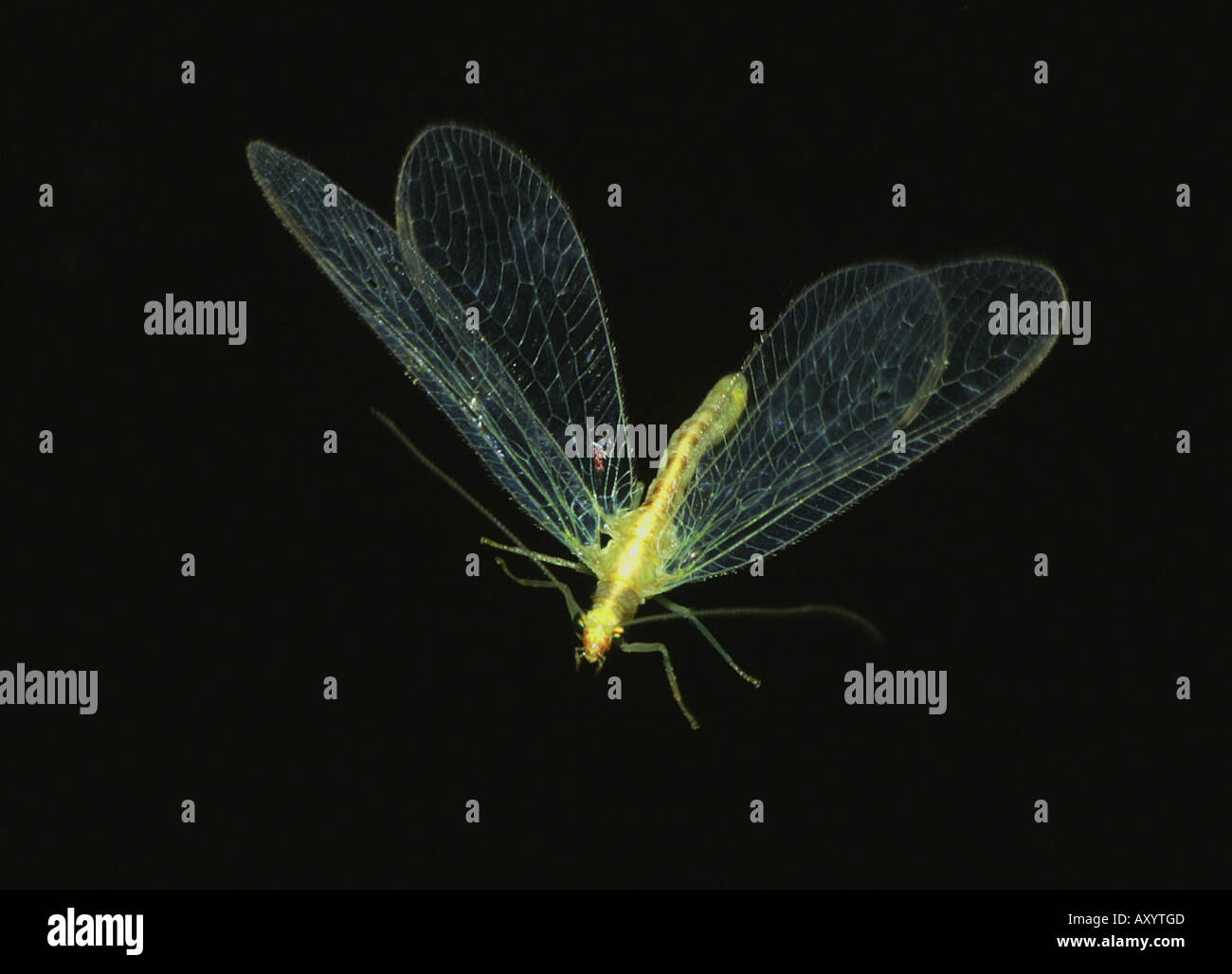 common green lacewing (Chrysoperla carnea, Chrysopa carnea, Anisochrysa ...