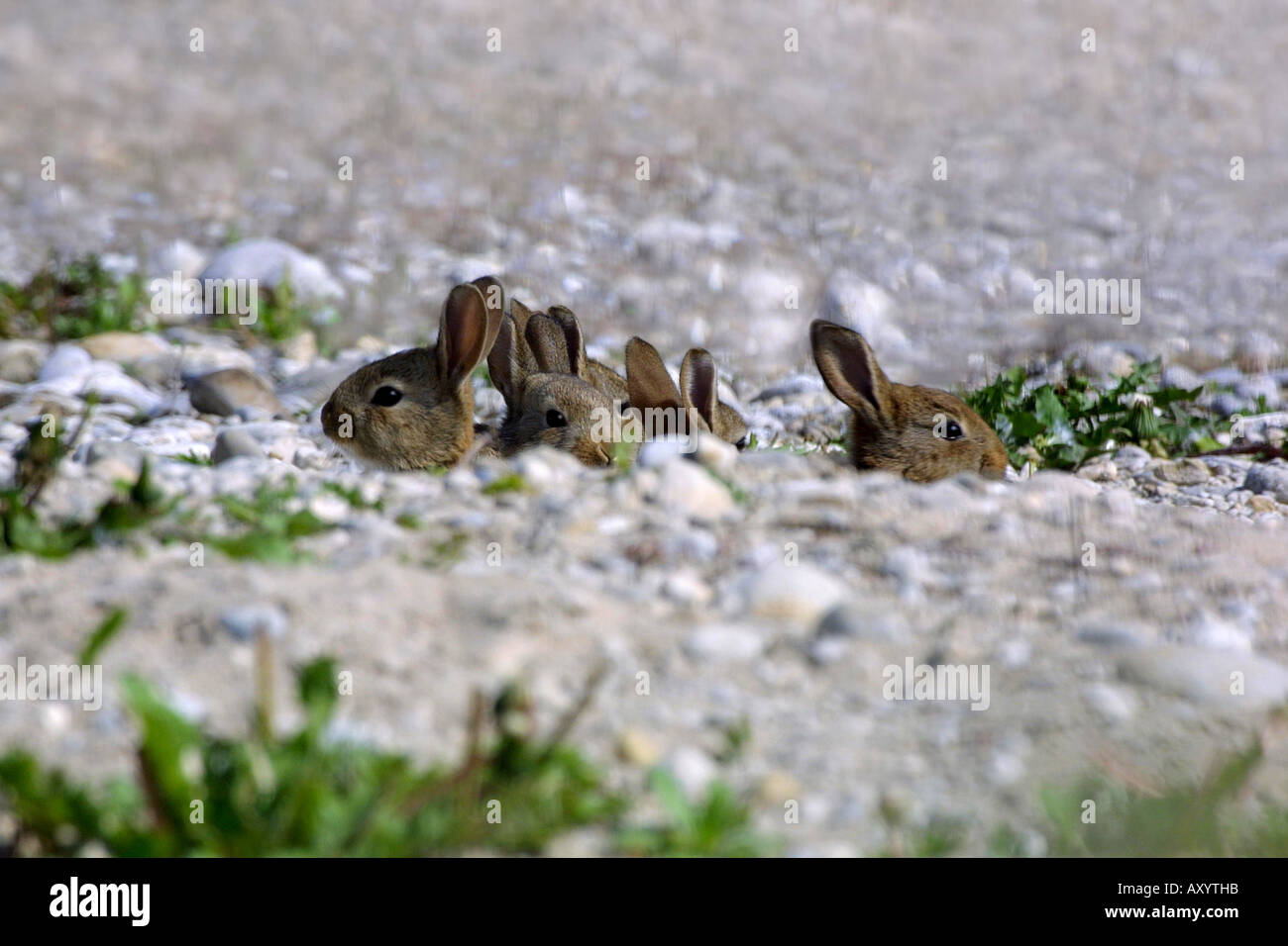 European rabbit (Oryctolagus cuniculus), hidden Stock Photo - Alamy