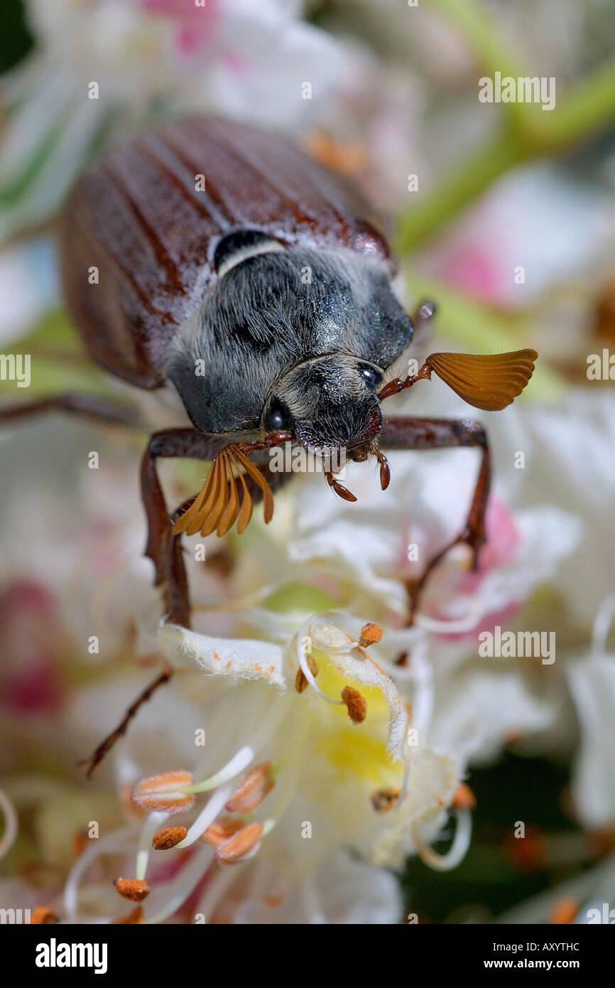 common cockchafer, maybug (Melolontha melolontha Stock Photo - Alamy