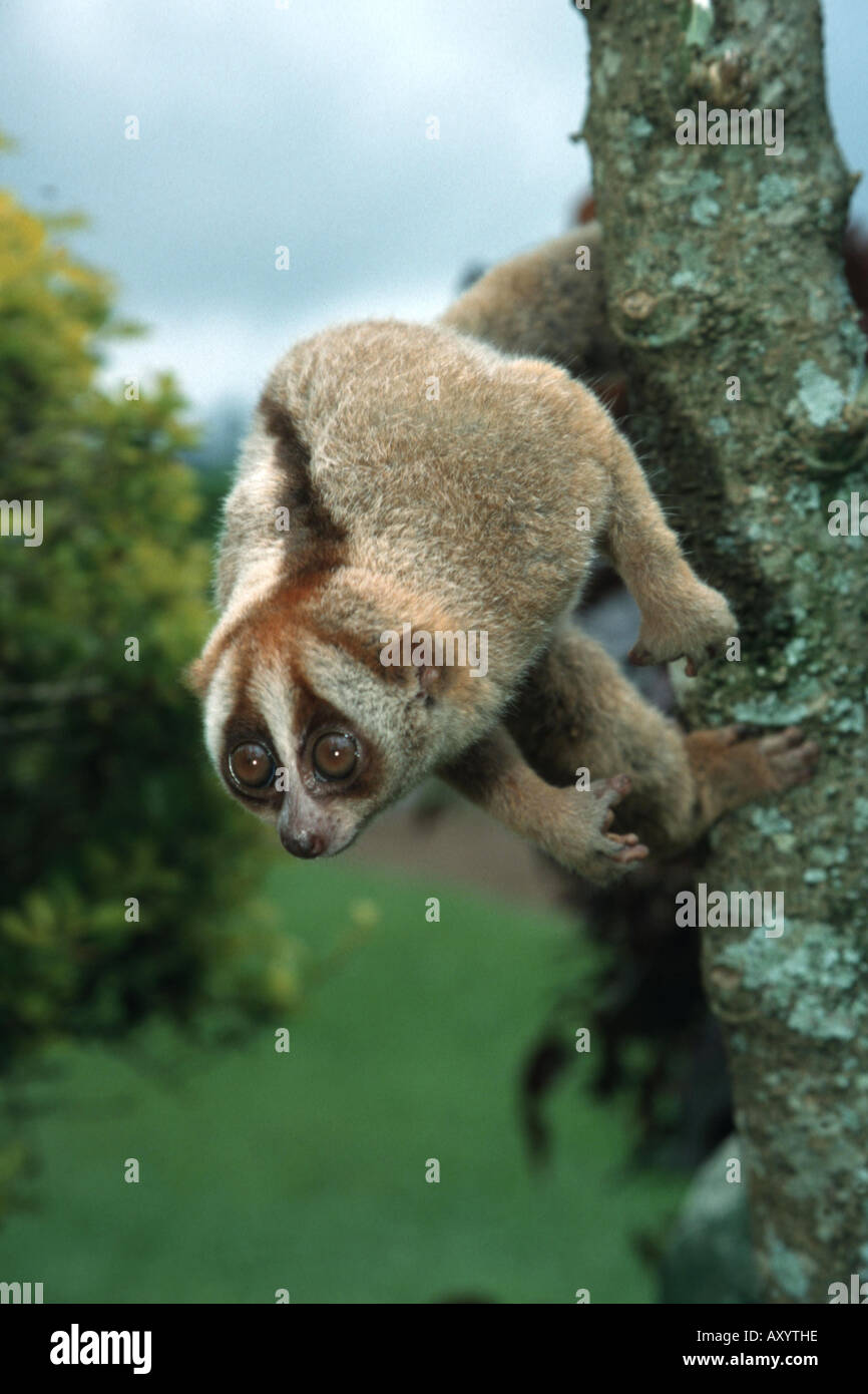 slow loris, cu lan (Nycticebus coucang), hanging at a trunk Stock Photo ...