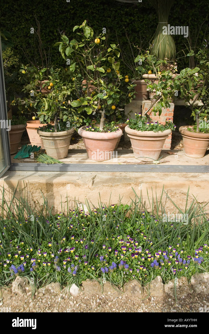 Citrus pots of lemon trees on window ledge with Flower border of Violas ...