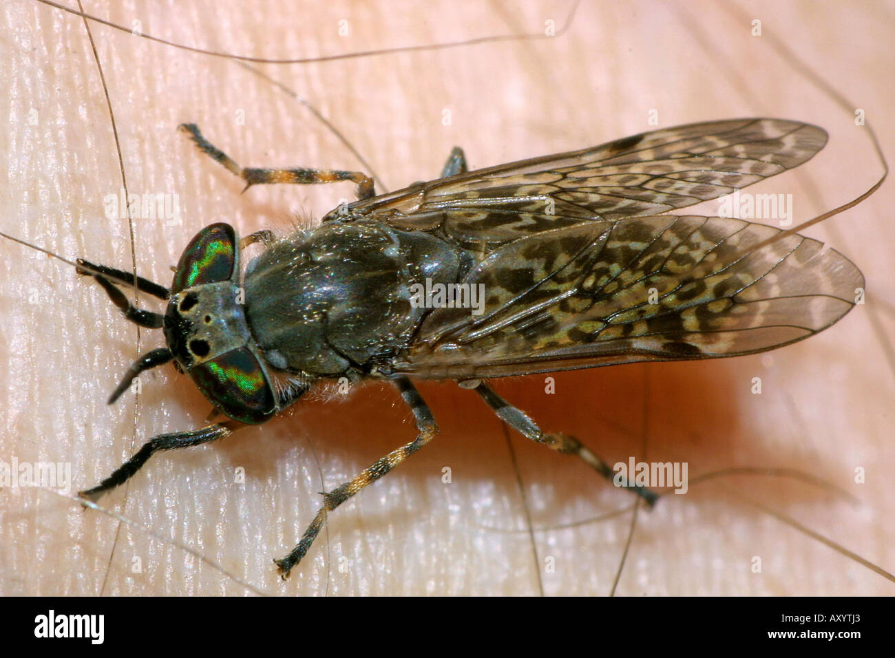 cleg-fly, cleg (Haematopota pluvialis), on skin Stock Photo: 9683234 ...