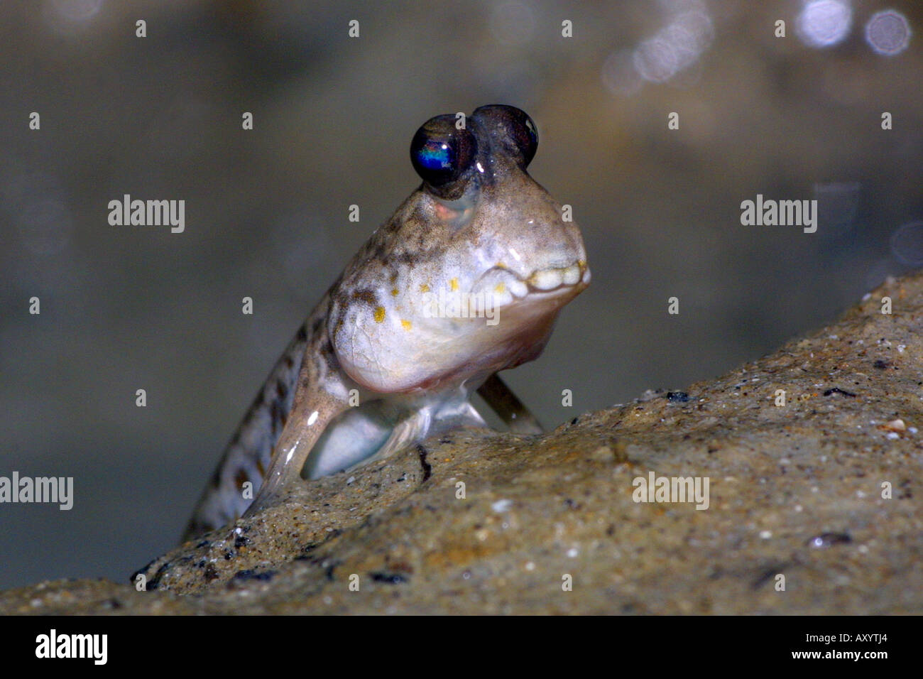 Baby Mudskipper Fish