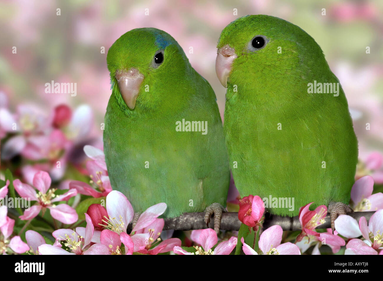Spectacled parrotbill hi-res stock photography and images - Alamy