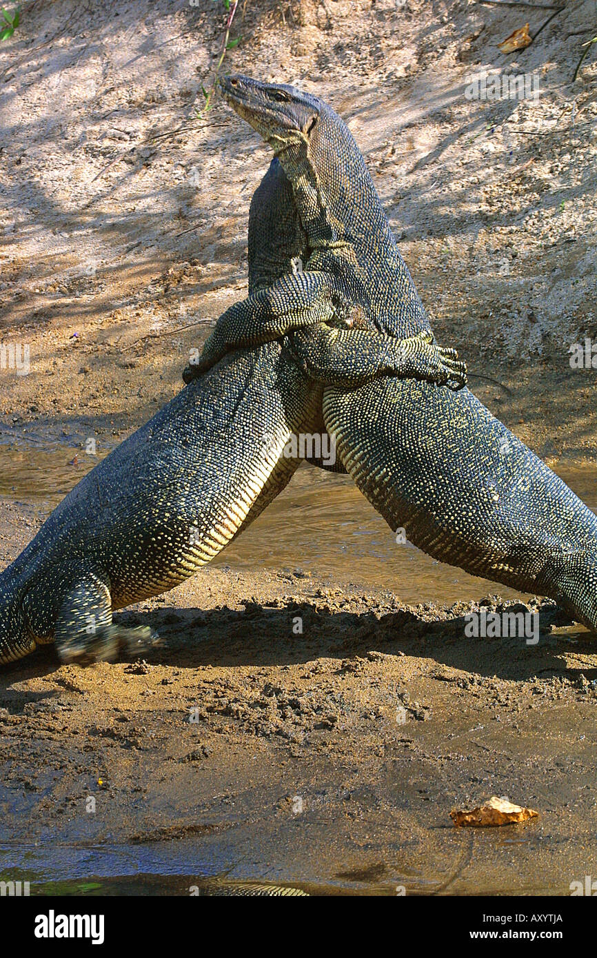 common Asiatic monitor, water monitor, common water monitor, Malayan ...