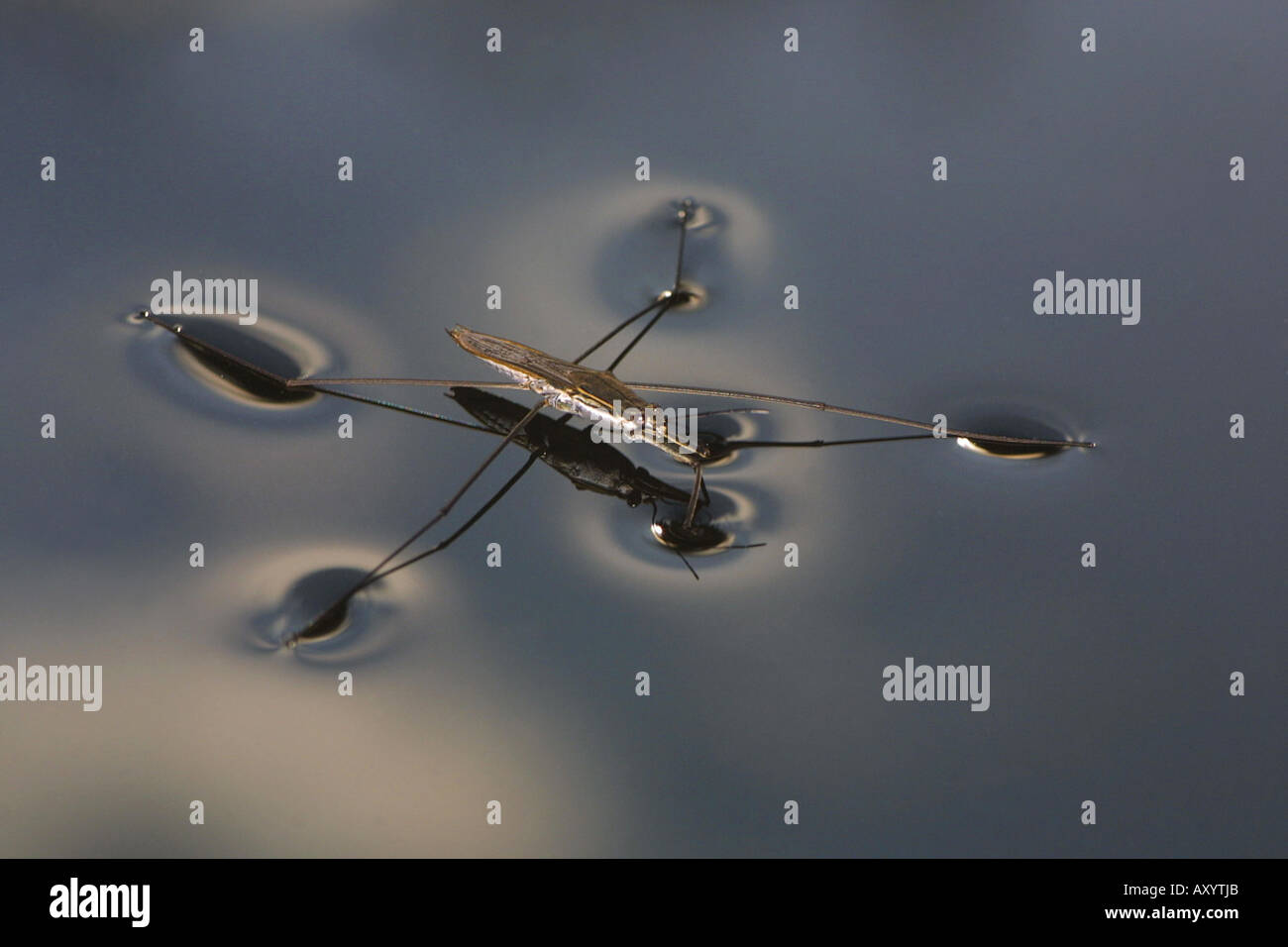 Pokemon Moon just screams WOLF : r/pokemon