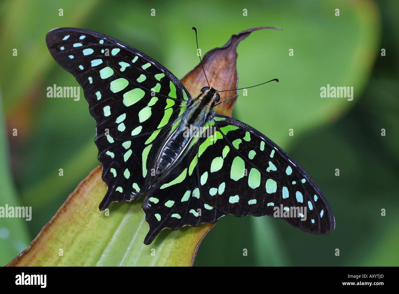 Graphium agamemnon (Graphium agamemnon), top side Stock Photo - Alamy