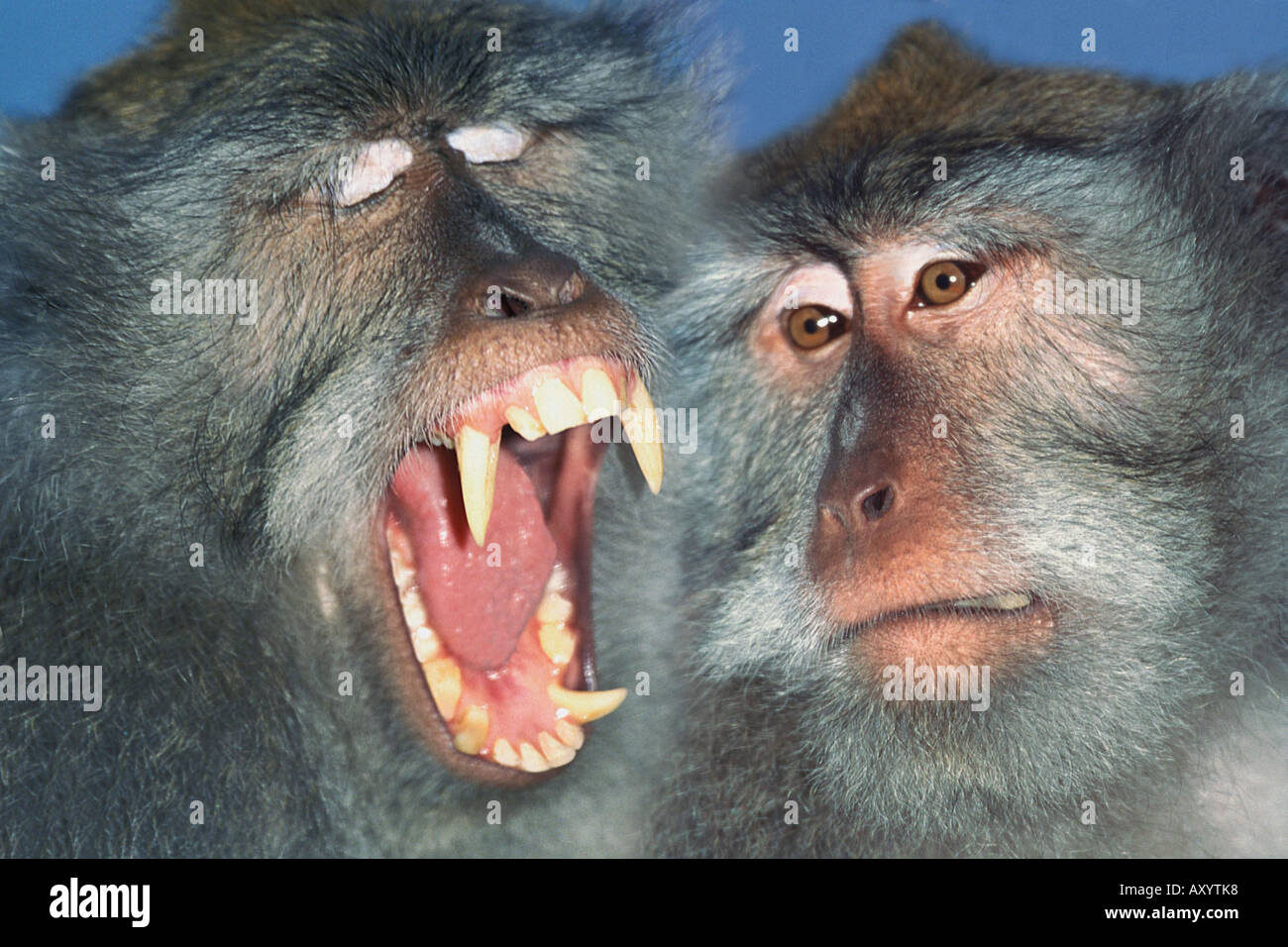 crab-eating macaque, Java macaque (Macaca fascicularis, Macaca irus ...