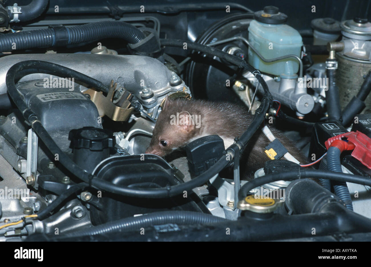 Marten Damage High Resolution Stock Photography and Images - Alamy
