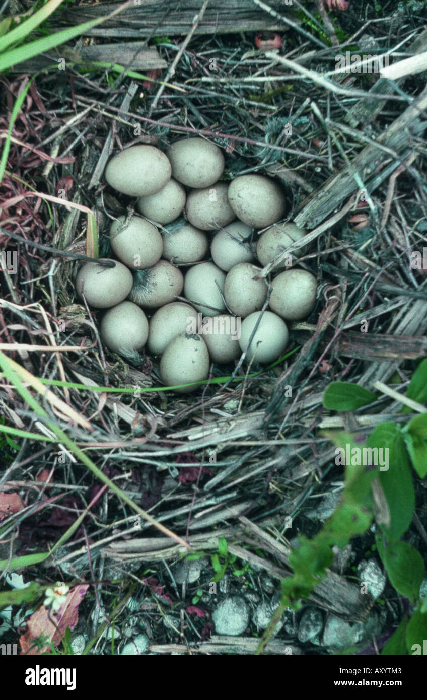 grey partridge (Perdix perdix), nest with eggs Stock Photo - Alamy