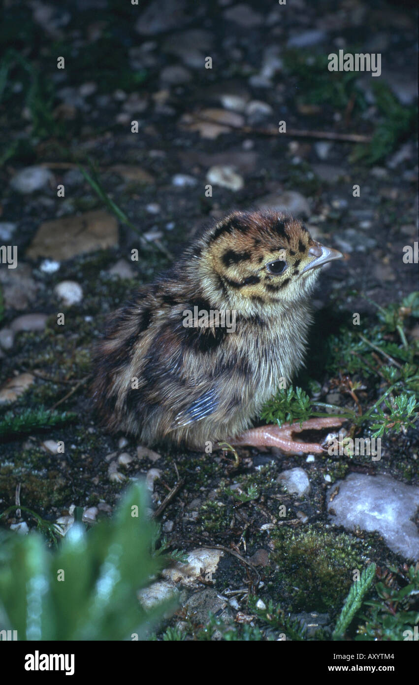 grey partridge (Perdix perdix), chick Stock Photo - Alamy