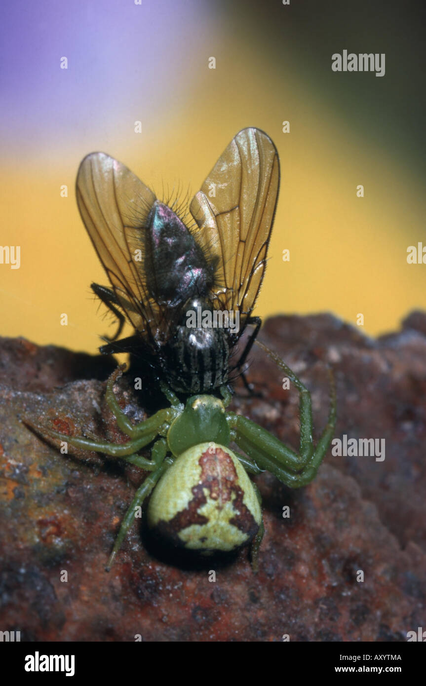 crab spider (Misumenops tricuspidatus), with captured fly Stock Photo ...