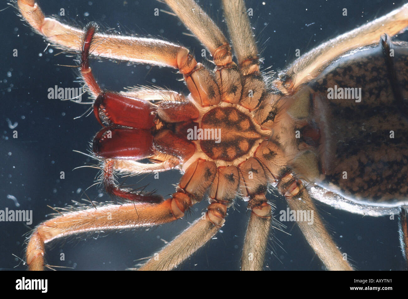 hobo spider, yard spider (Tegenaria agrestis Stock Photo - Alamy