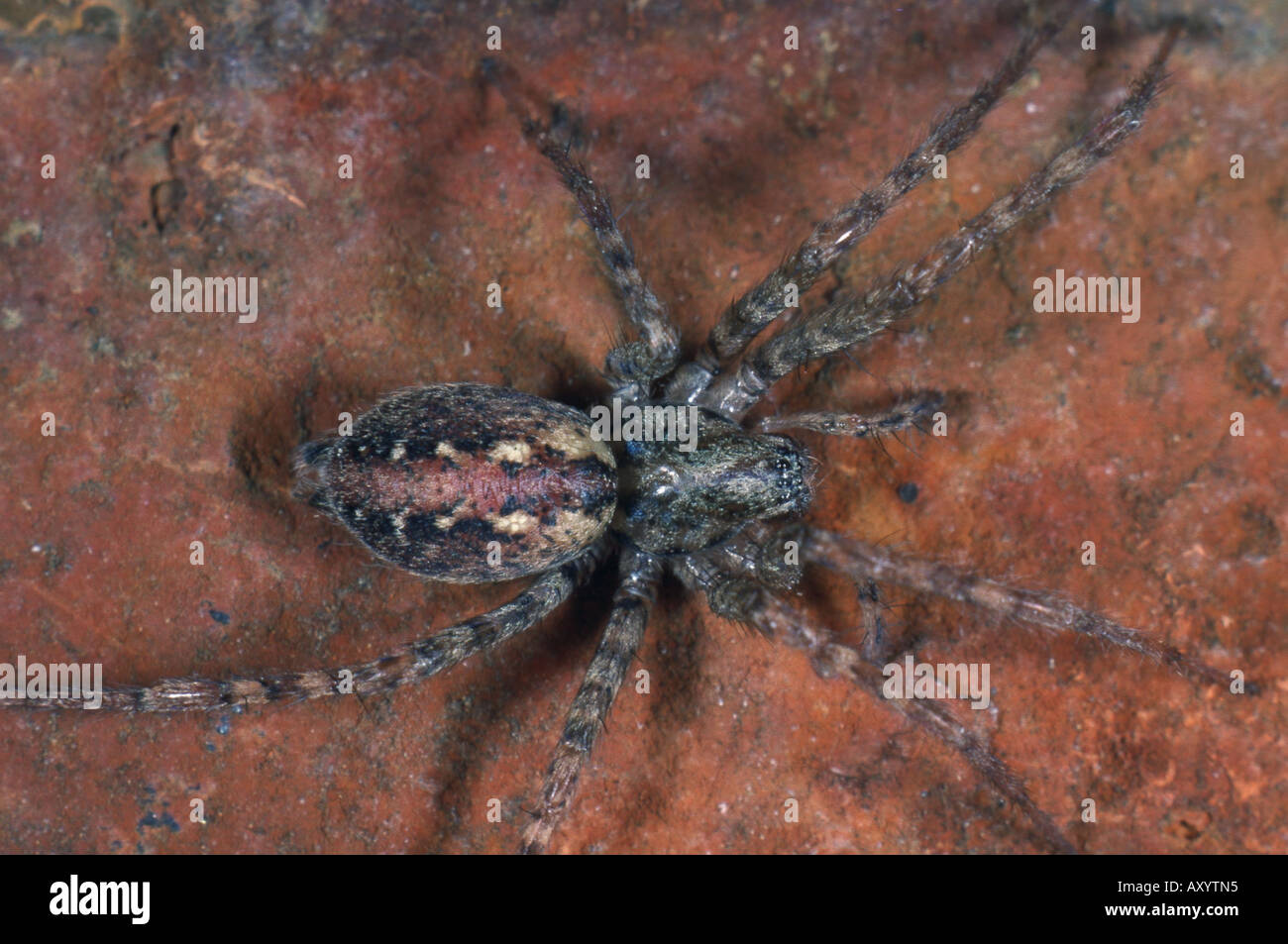 European house spider (Tegenaria ferruginea, European house spider ...