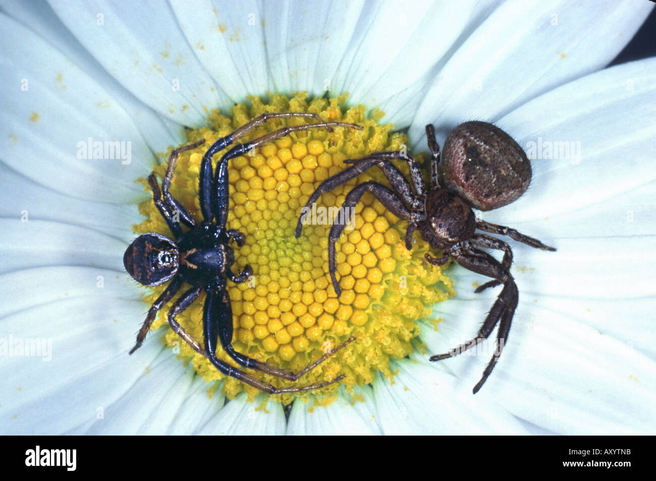 Spider male and female hi-res stock photography and images - Alamy