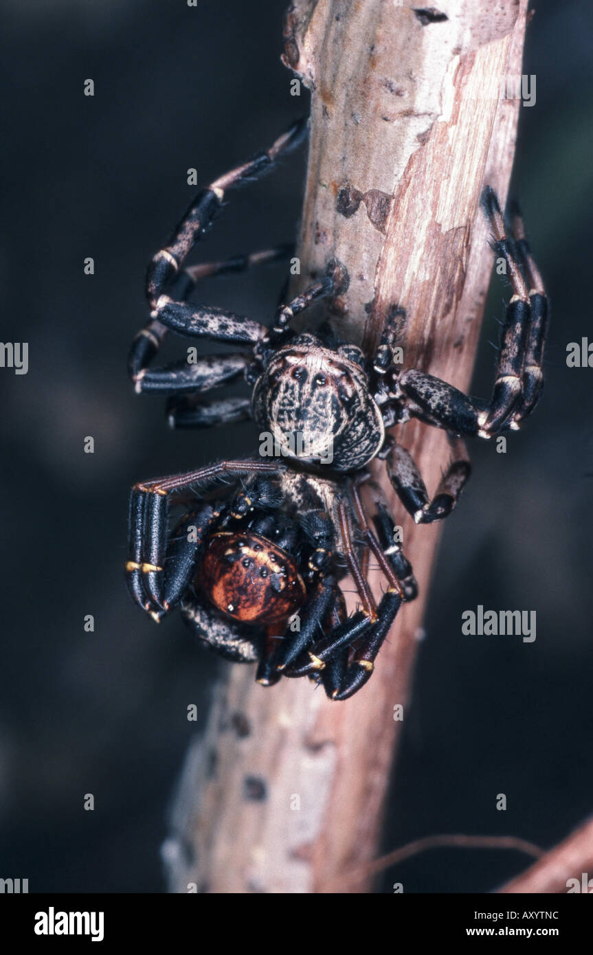 crab spider (Xysticus lineatus), male and female Stock Photo - Alamy