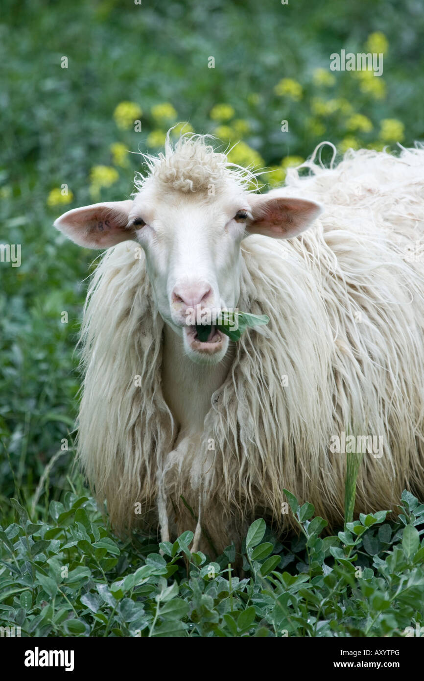 Sheep in field Sardinia Stock Photo - Alamy