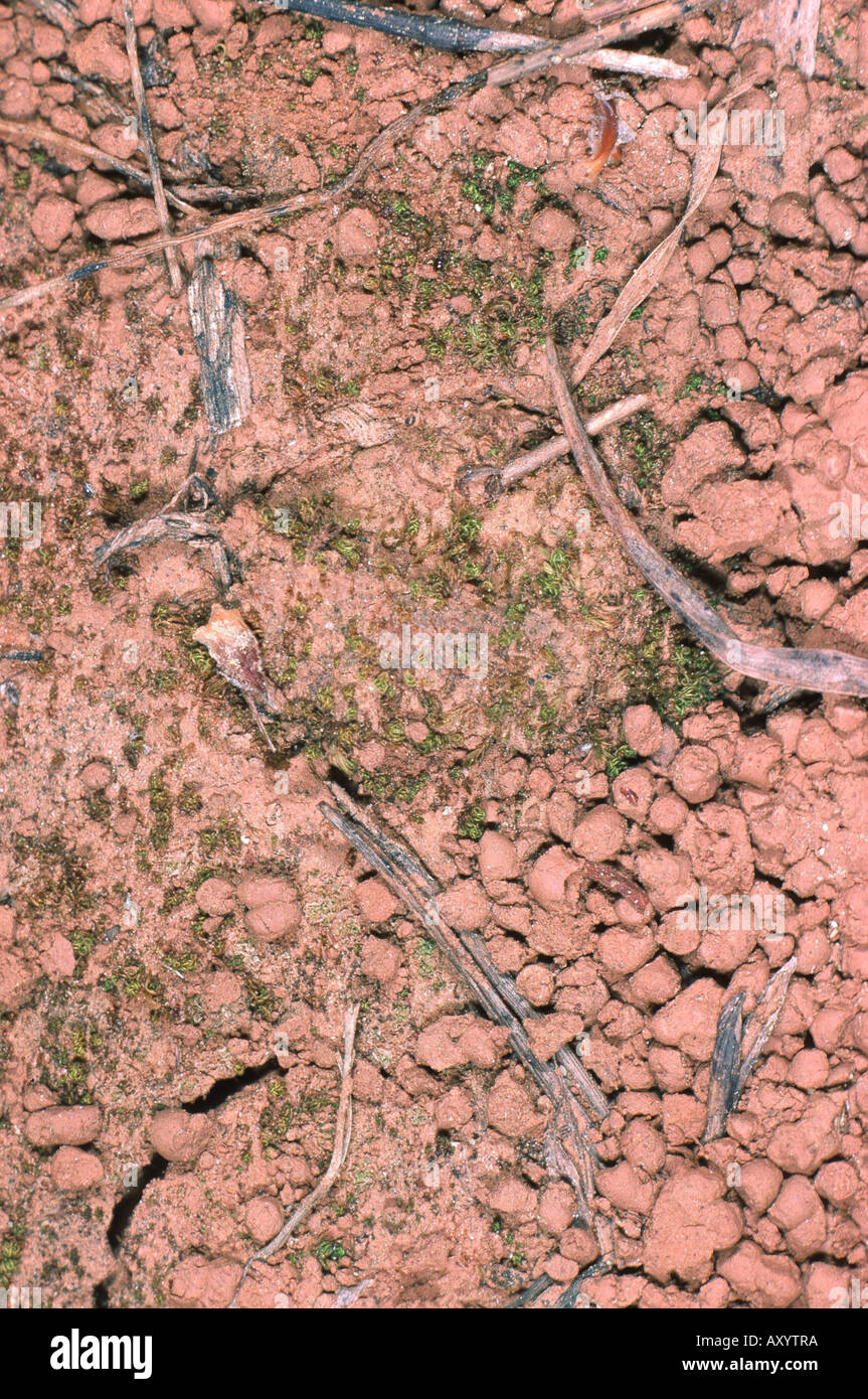 trapdoor spider (Cteniza sauvagesi), closed trap Stock Photo - Alamy