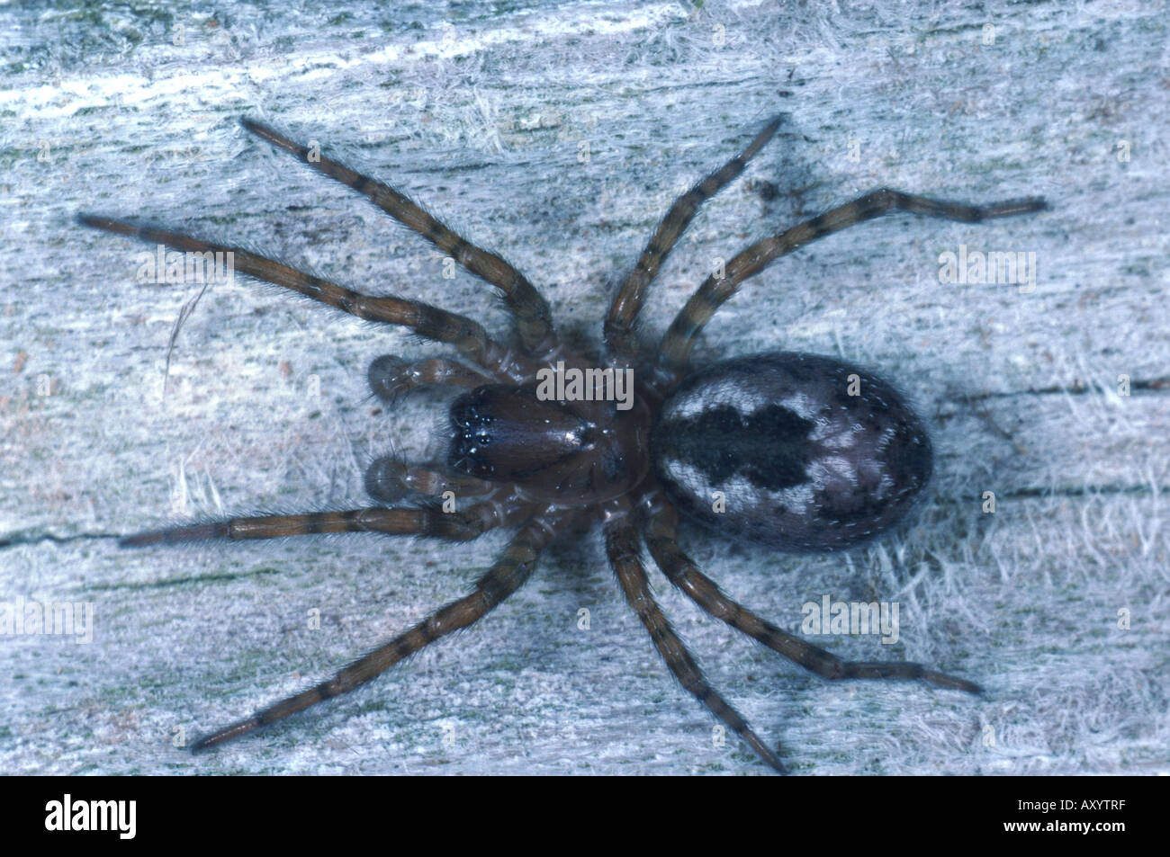 white-eyed spider (Amaurobius similis Stock Photo - Alamy