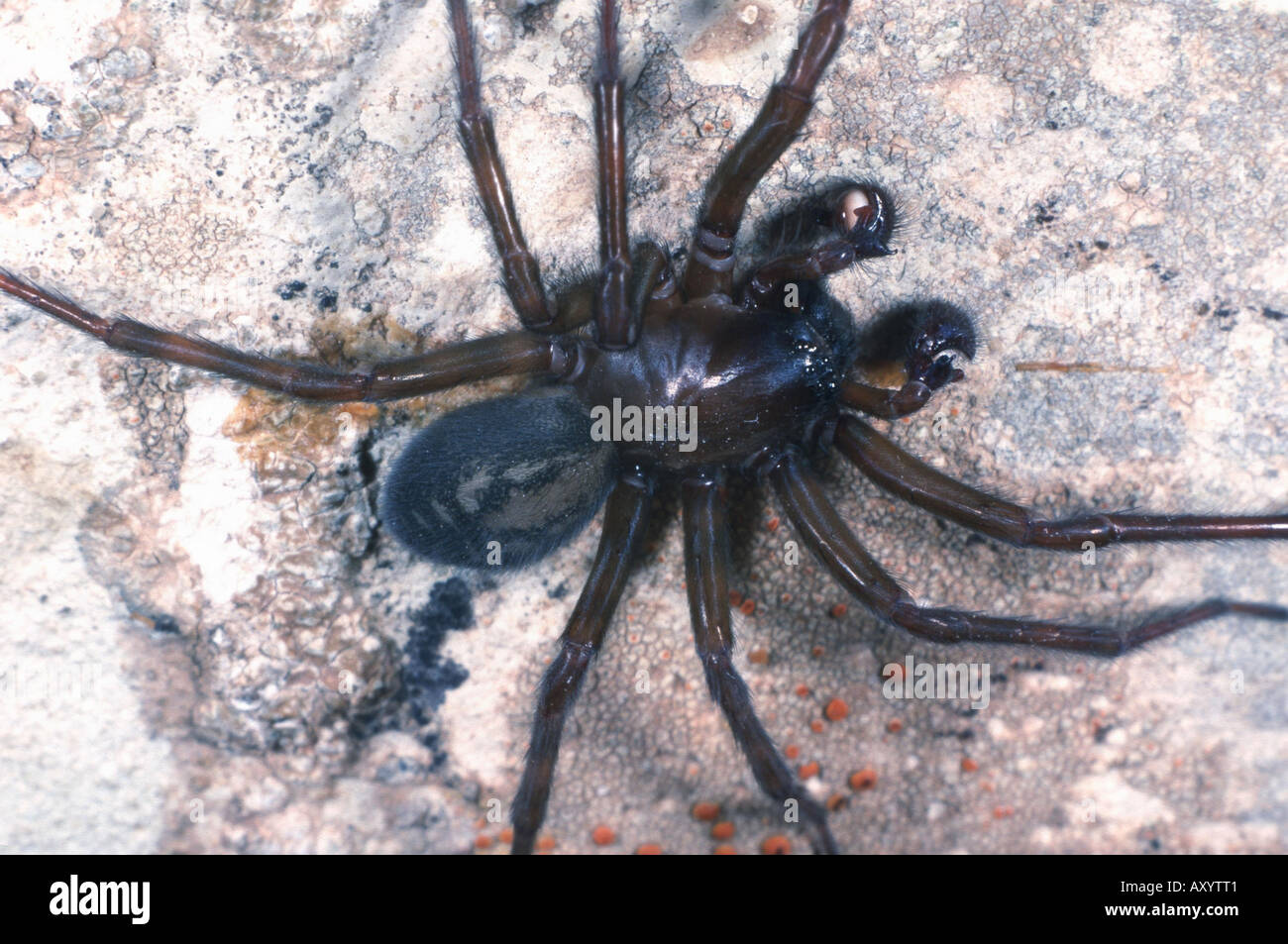 white-eyed spider (Amaurobius ferox), male Stock Photo - Alamy