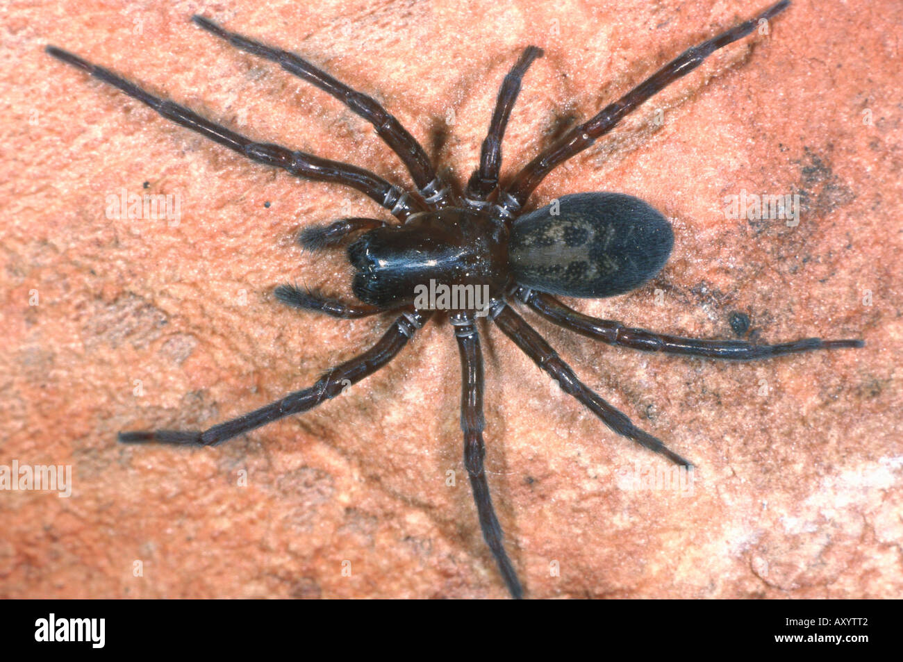 white-eyed spider (Amaurobius ferox Stock Photo - Alamy
