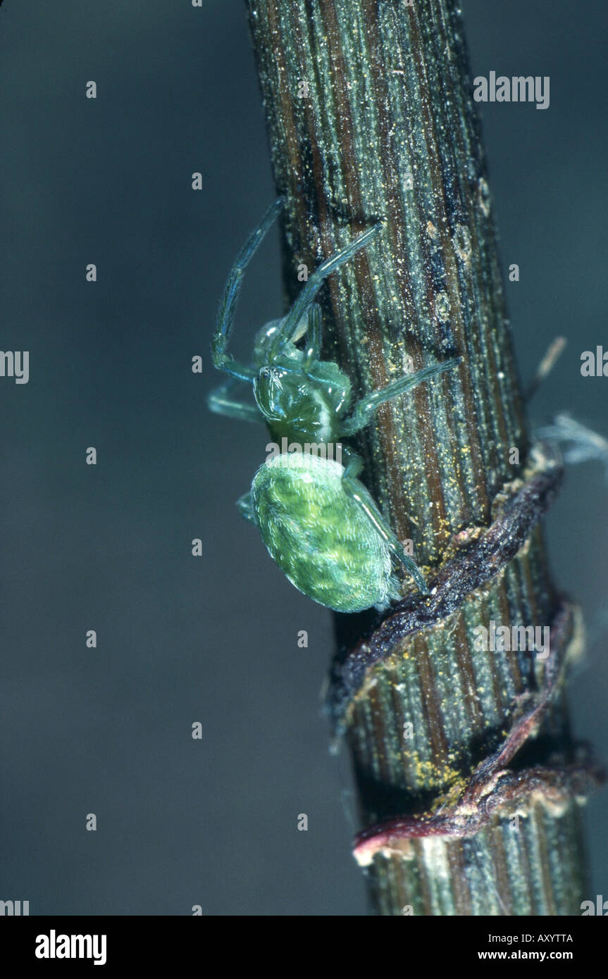 dictynid spider (Nigma walkenaeri, Nigma viridissima), female Stock ...
