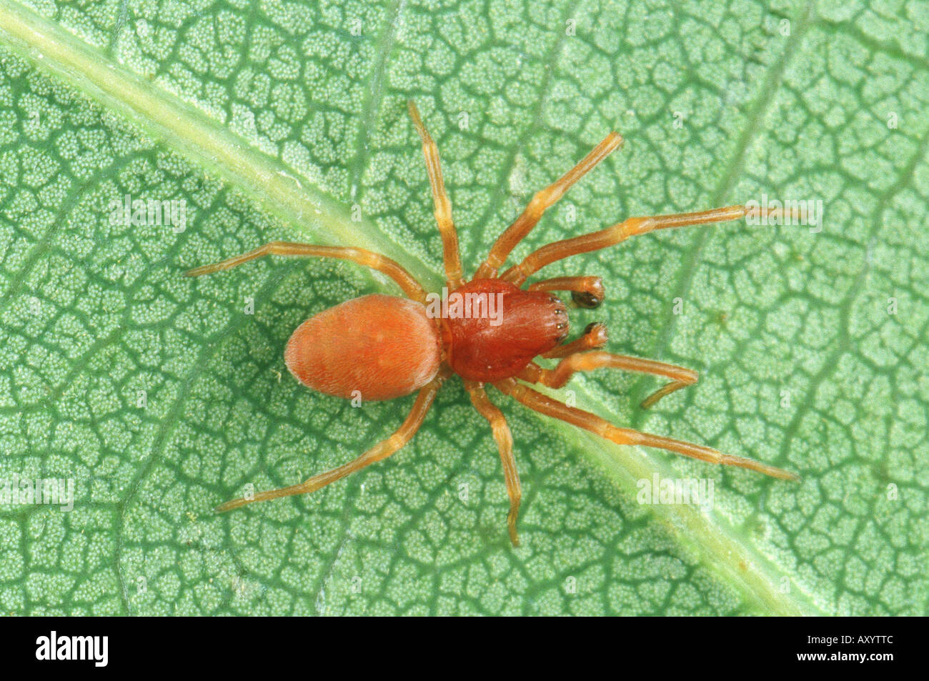 dictynid spider (Nigma flavescens), male Stock Photo - Alamy