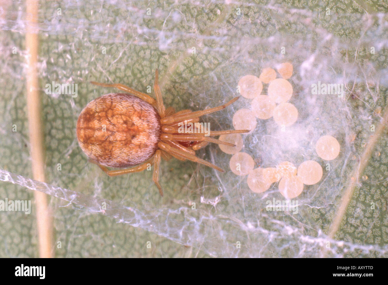 dictynid spider (Nigma flavescens), female with eggs Stock Photo - Alamy
