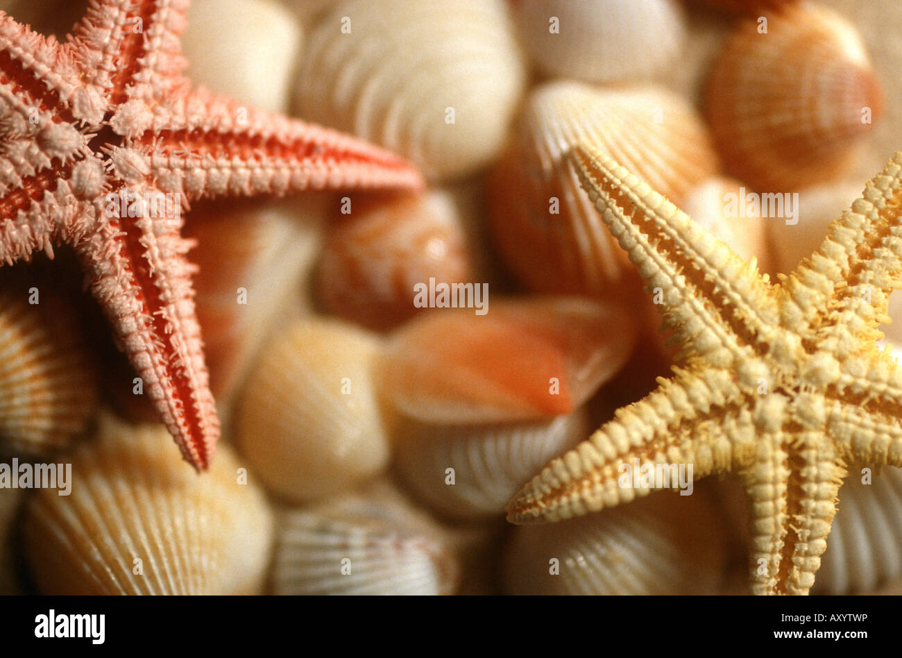 beach sea holiday symbol concept Stock Photo - Alamy