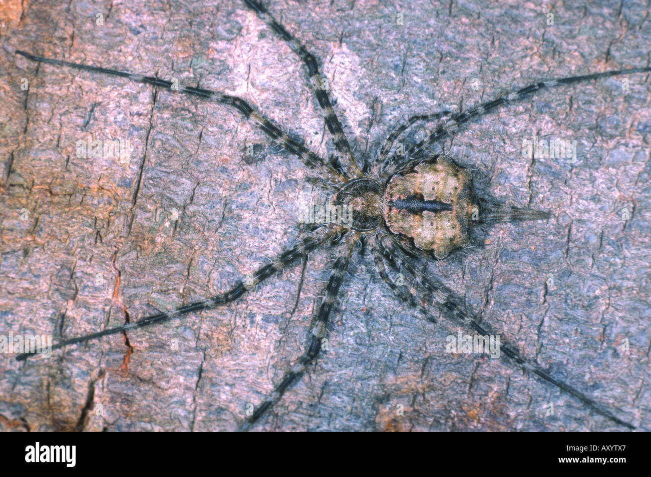 tree trunk spider (Hersilia spec Stock Photo - Alamy