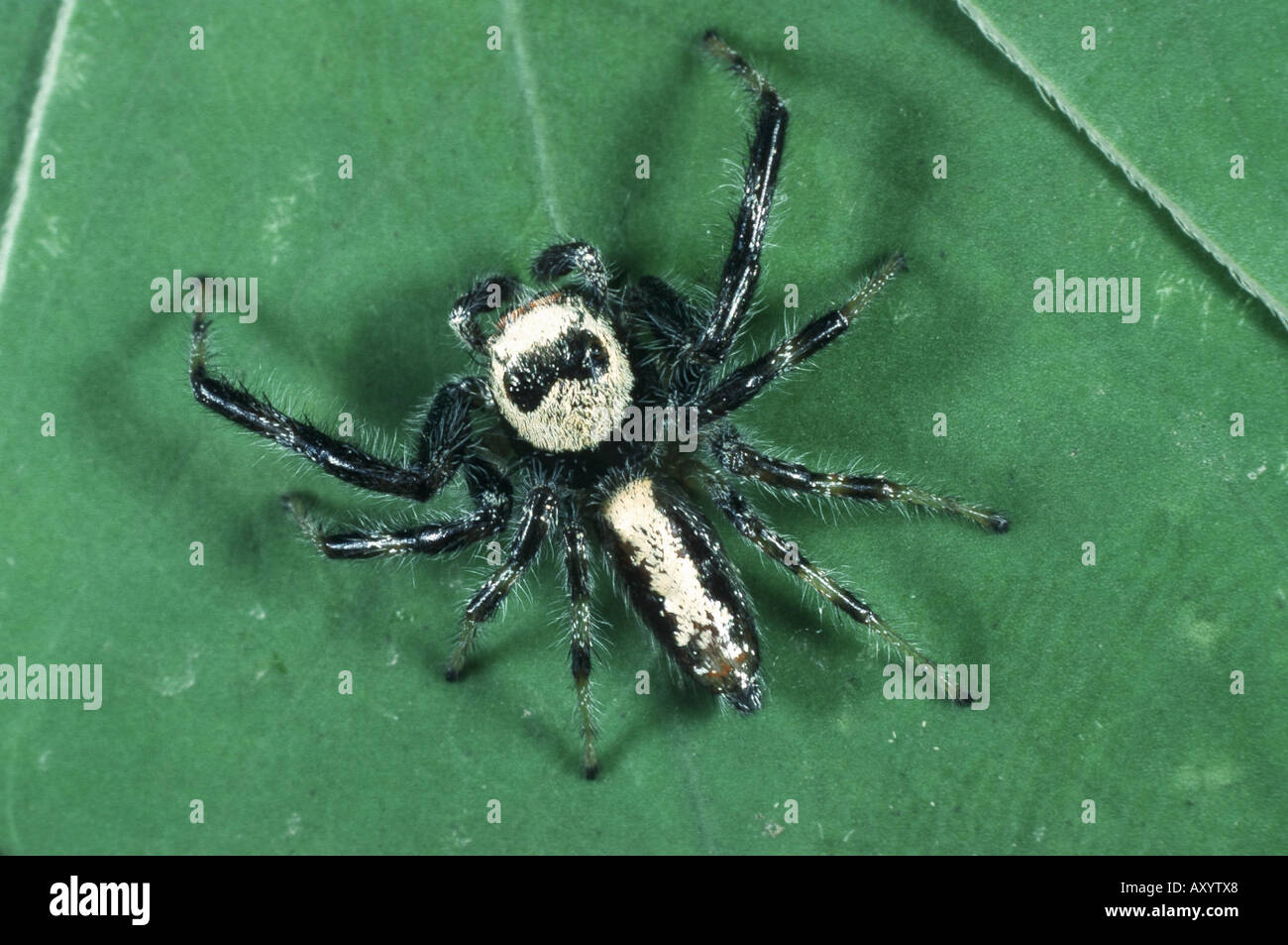 Jumping spiders salticidae hi-res stock photography and images - Alamy