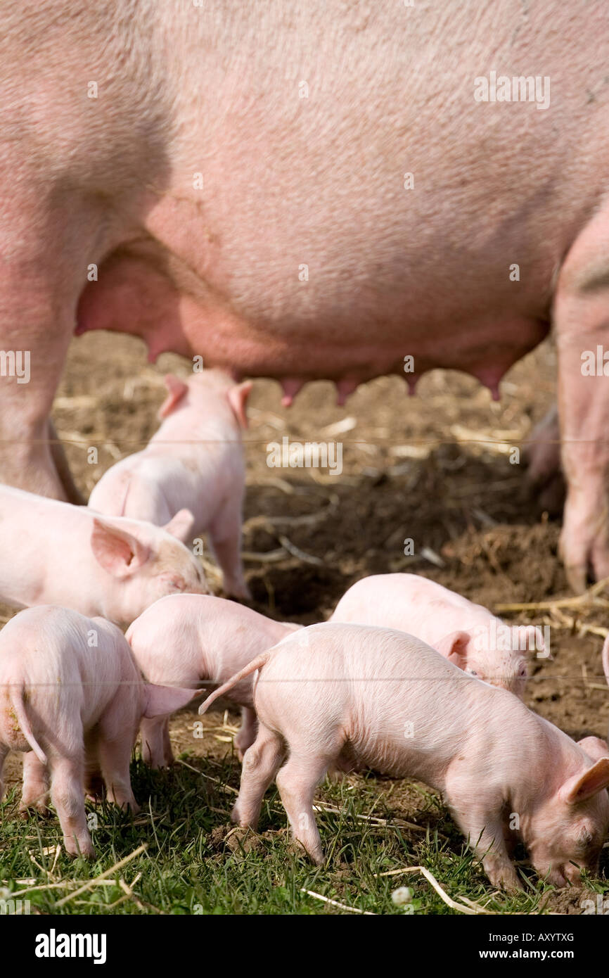 End of summer piglets south of North Berwick Stock Photo - Alamy