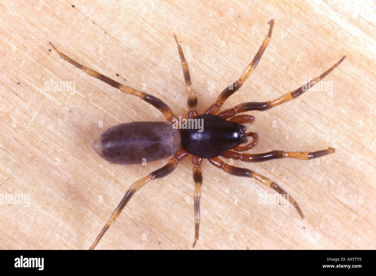 sneak spider (Harpactea hombergi Stock Photo - Alamy