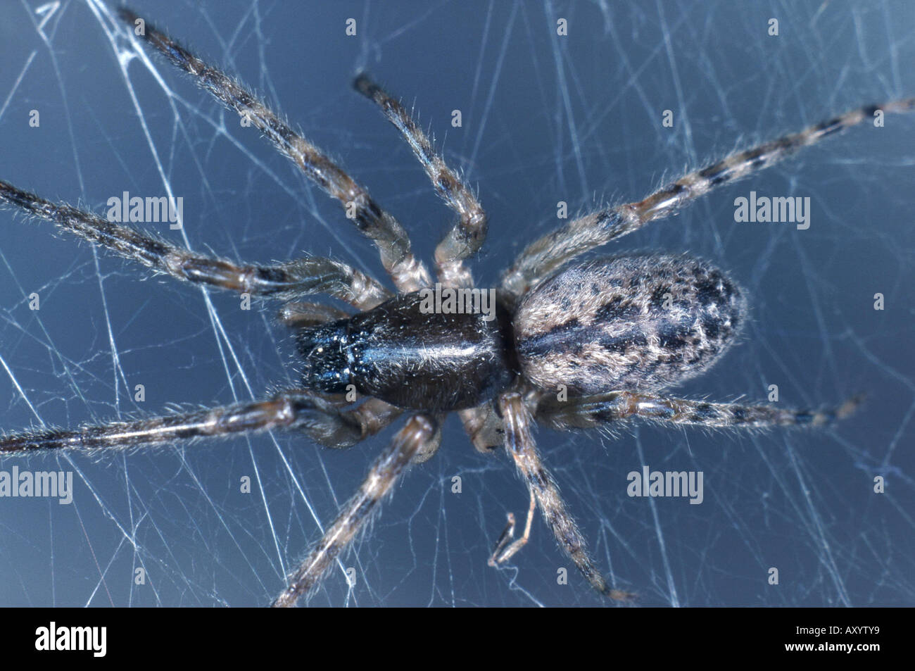 Tube web spiders hi-res stock photography and images - Alamy